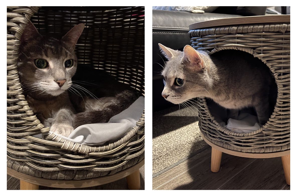 The Guide To RVing With Cats - The Nomad Junkie - All About The Nomad Life